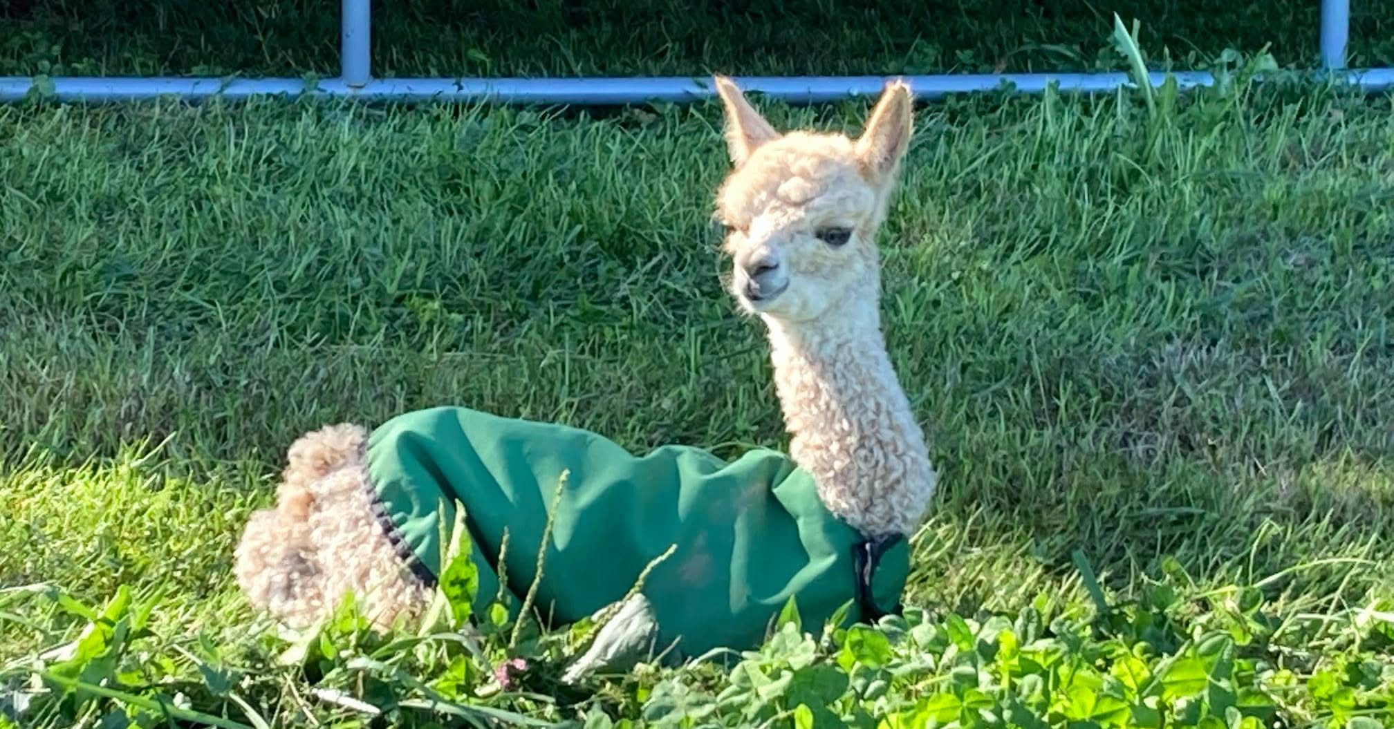 Violet Hill Farm at ILoveAlpacas.com