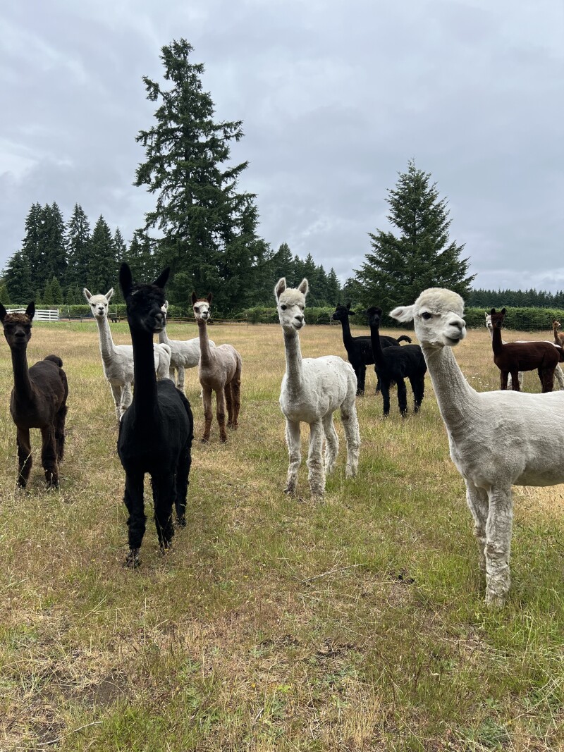 Mt. View Alpaca Farm at ILoveAlpacas.com