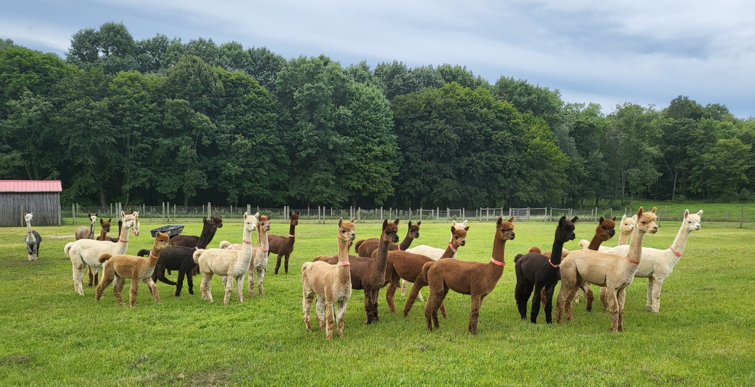Asgard Acres Alpaca Farm, LLC at ILoveAlpacas.com